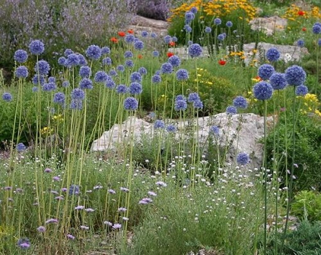 18 Beautiful Allium Varieties That Transform Any Garden