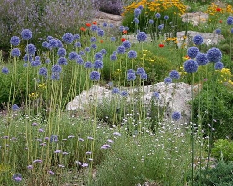 18 Beautiful Allium Varieties That Transform Any Garden