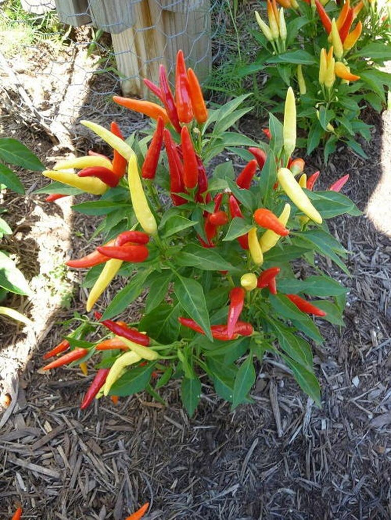 20 Stunning Peppers That Grow Upwards for Garden Magic