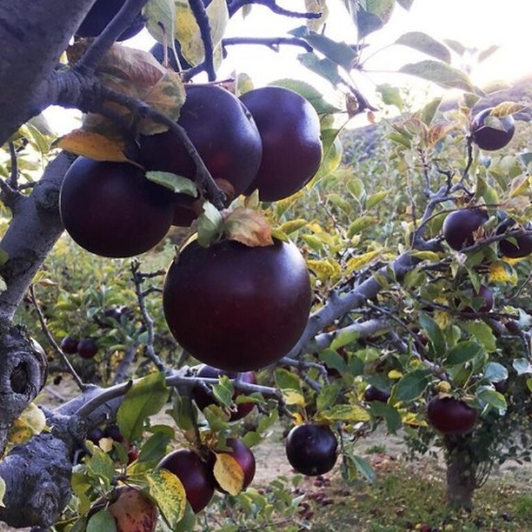 6 Ideal Blue Apple Varieties to Grow in Your Garden