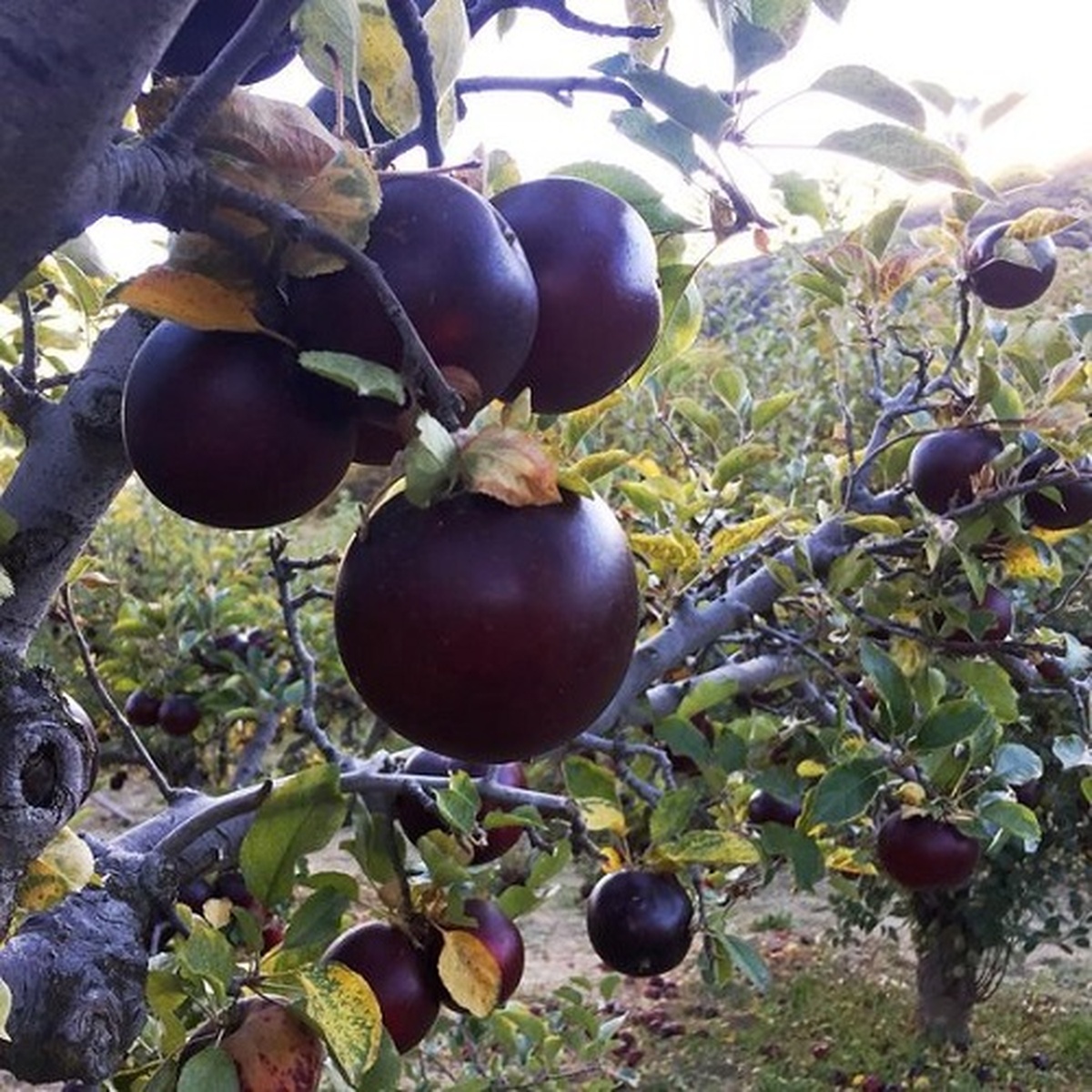 6 Ideal Blue Apple Varieties to Grow in Your Garden