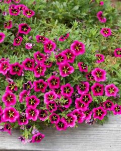 41 Stunning Magenta Flowers That Brighten Any Garden