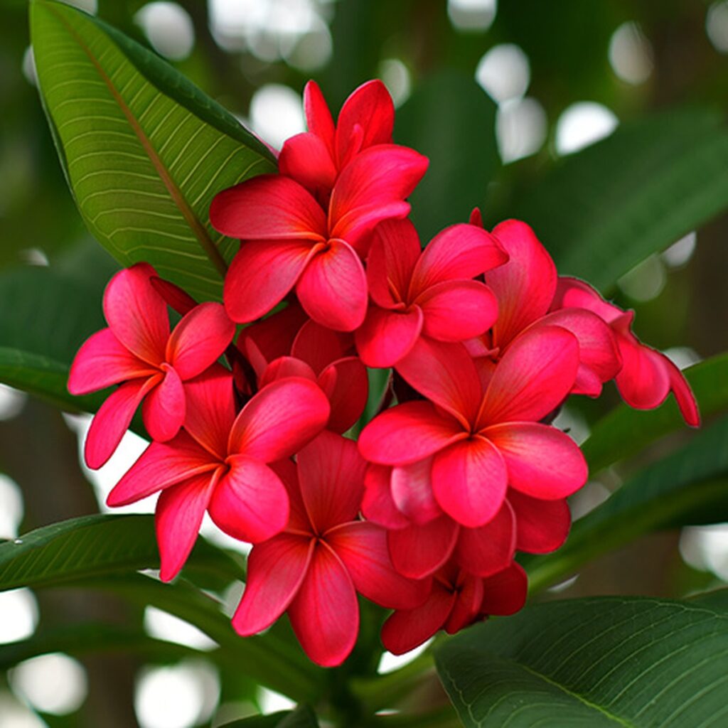 28 Gorgeous Plumeria Varieties for Your Garden