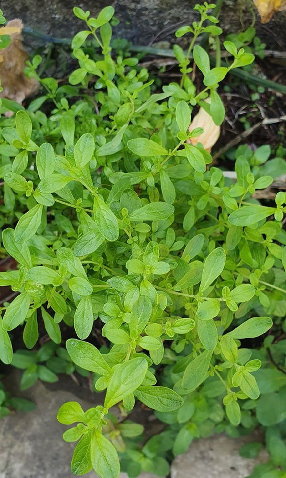 13 Surprising Plants That Look Just Like Mint But Aren't