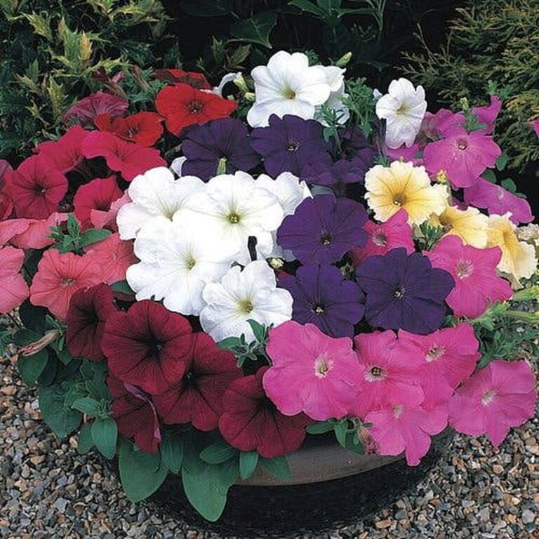40 Stunning Types of Petunias That Brighten Any Garden