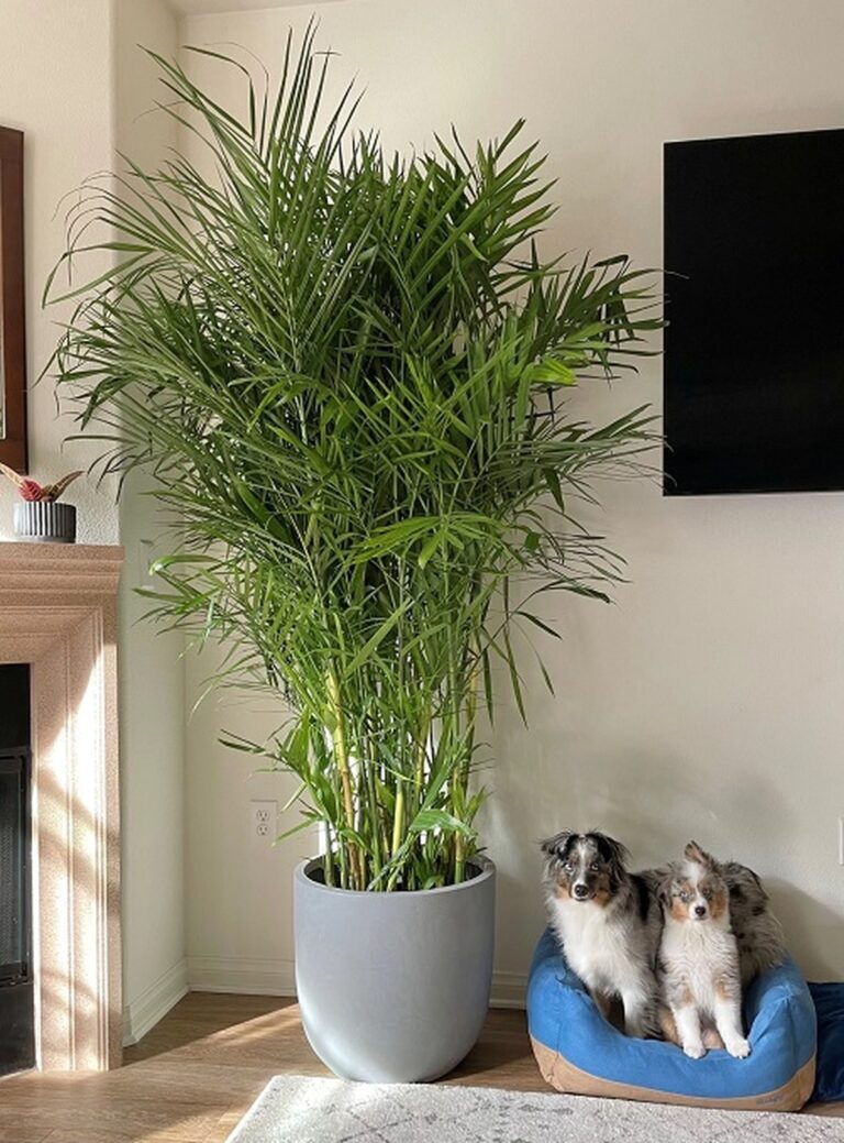 13 Gorgeous Indoor Trees Safe For Cats That Won't Harm Your Pet