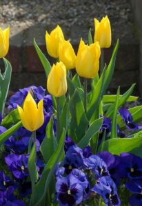 34 Enchanting Yellow Tulip Varieties to Brighten Your Garden