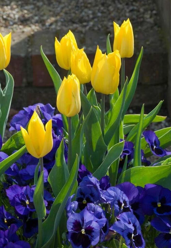 34 Enchanting Yellow Tulip Varieties to Brighten Your Garden