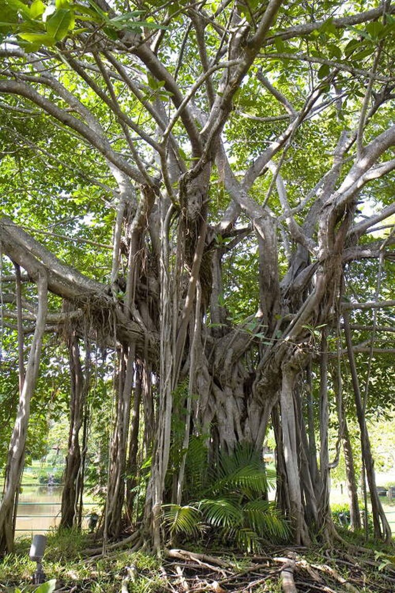 21 Beautiful Types of Elm Trees: Your Simple Identification Guide