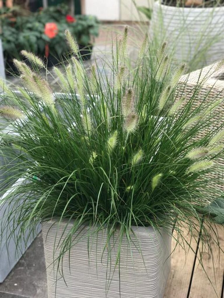 15 Stunning Tall Grasses for Privacy That Transform Your Space