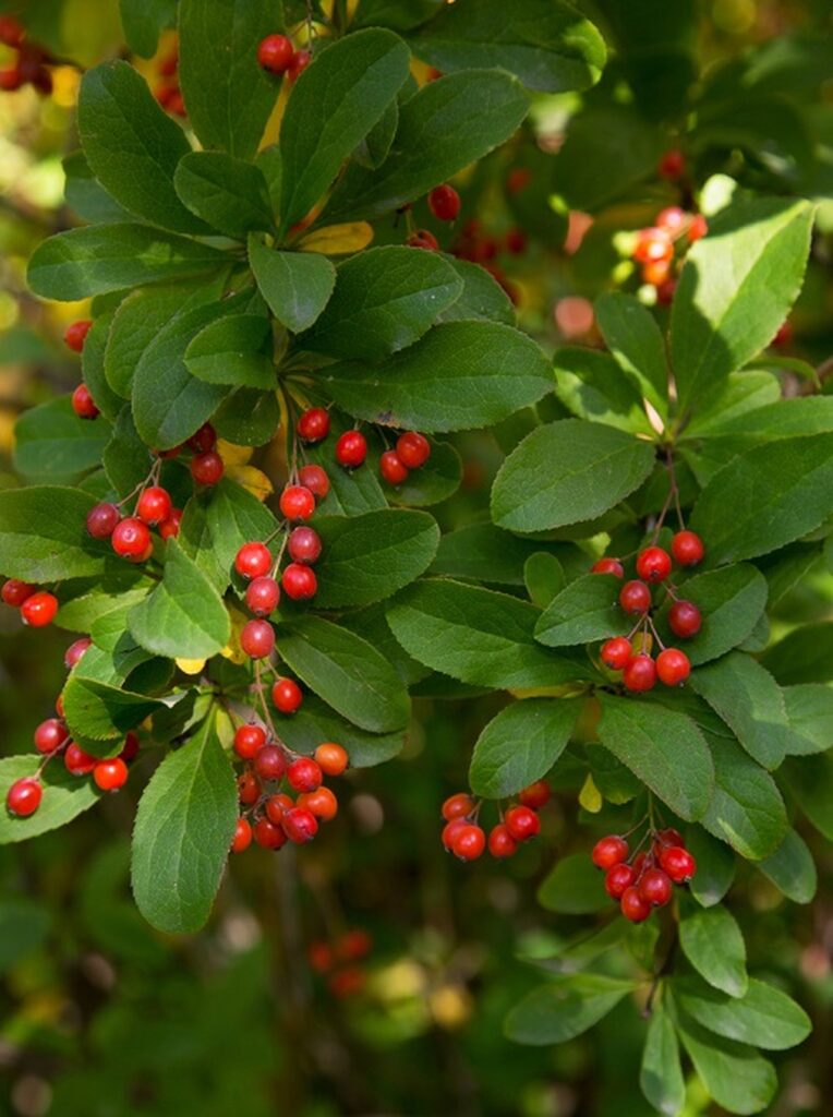 26 Gorgeous Shrubs and Bushes with Red Berries to Brighten Your Yard