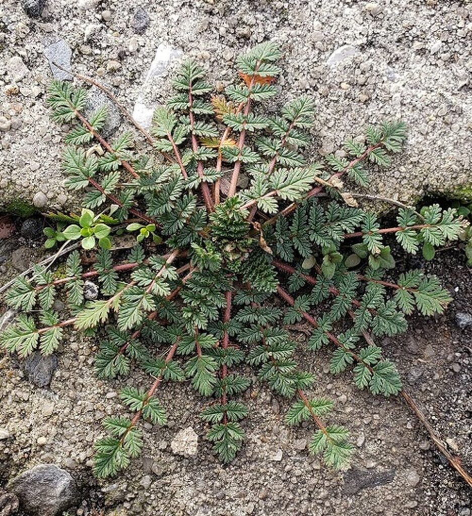 20 Exotic Weeds With Red Vines and Stems to Discover