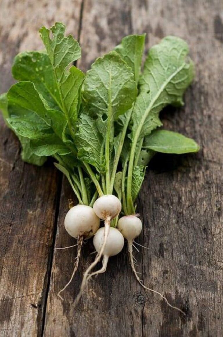 40 Exciting Radish Varieties Perfect for Your Container or Garden