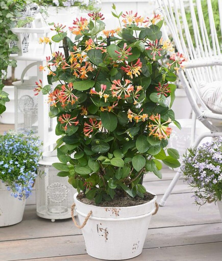 35 Gorgeous Vines for Containers Perfect for Your Garden Space
