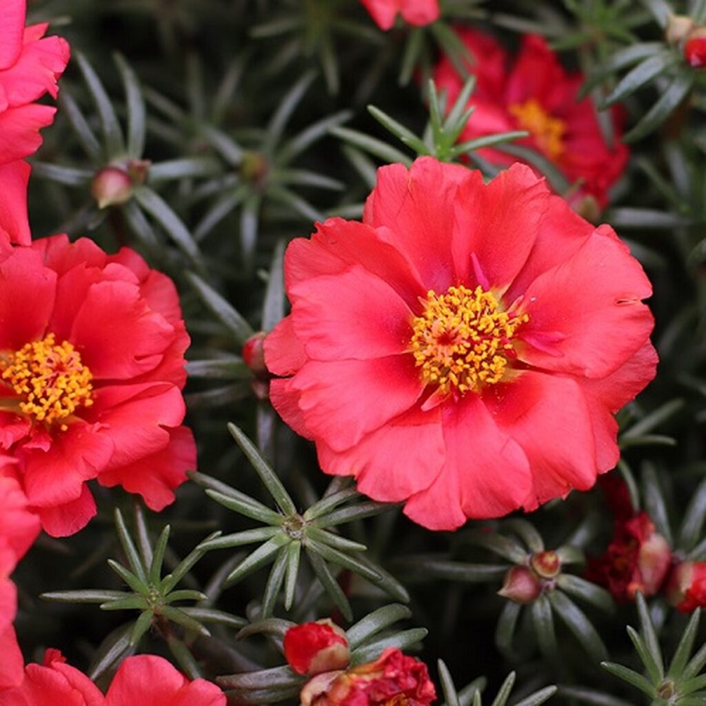 29 Stunning Portulaca Varieties That Brighten Every Garden