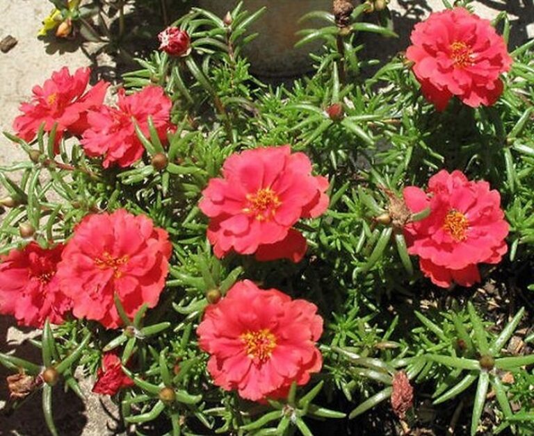 29 Stunning Portulaca Varieties That Brighten Every Garden