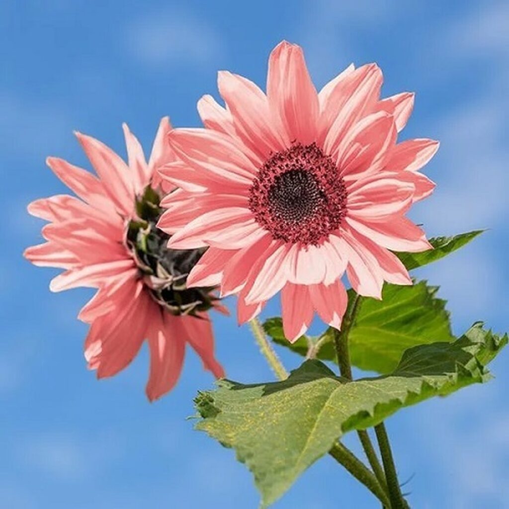 9 Gorgeous Pink Sunflower Varieties to Brighten Your Garden