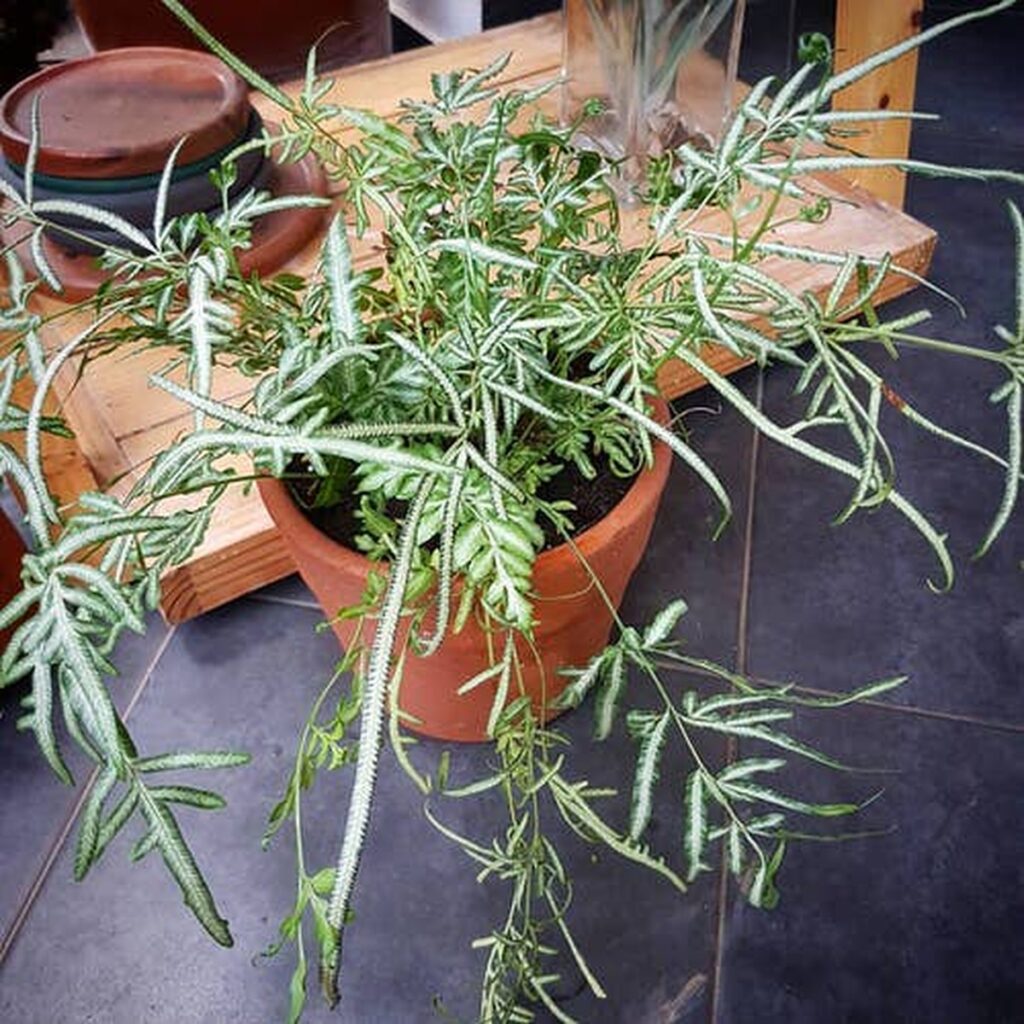 47 Most Beautiful Ferns To Grow That Thrive In Containers