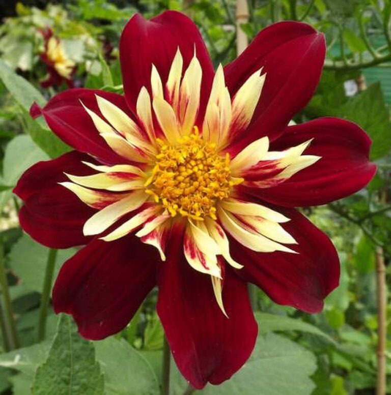 27 Stunning Red Dahlia Varieties That Will Brighten Any Garden