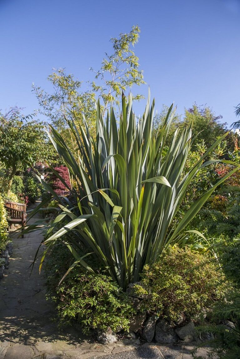 22 Stunning Plants with Sword Shaped Leaves to Freshen Your Space