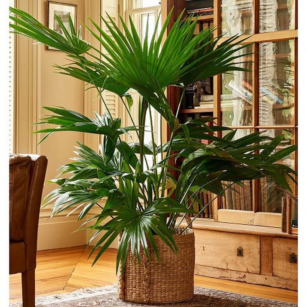 21 Gorgeous Low Light Indoor Palms That Need No Sunlight