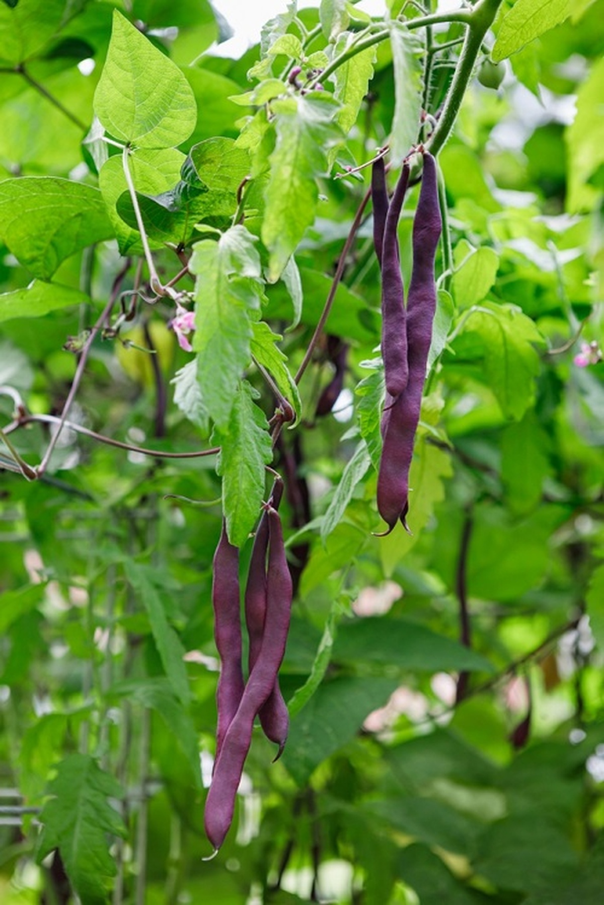 14 Delicious Purple Bean Varieties to Brighten Your Garden