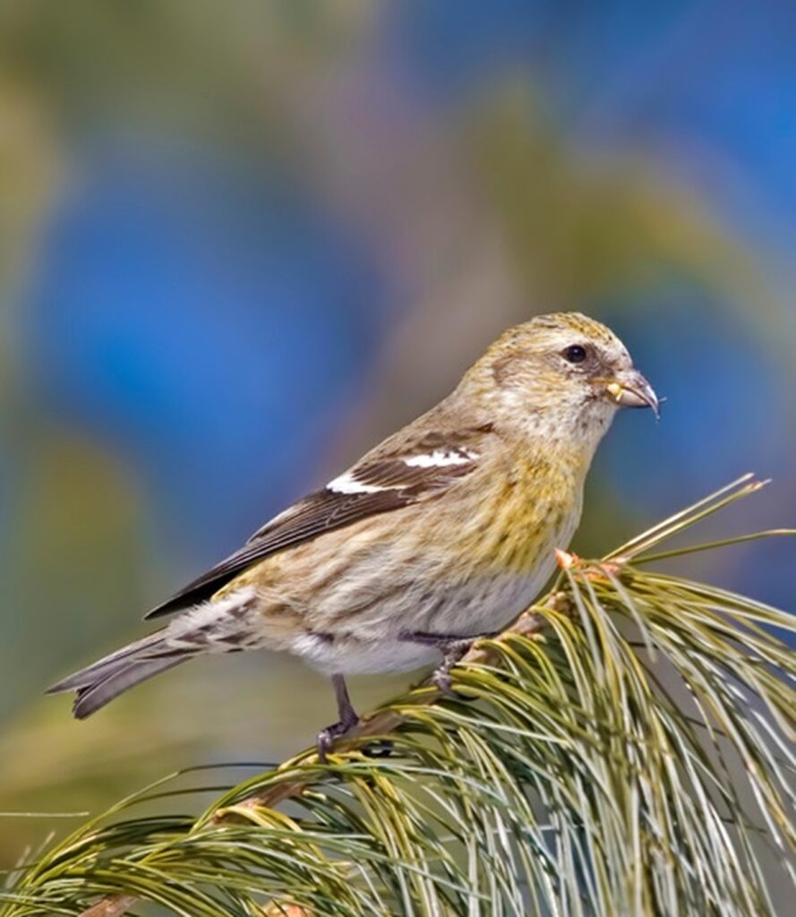 30 Striking Birds with White Stripes on Wings - Nature's Wonders!
