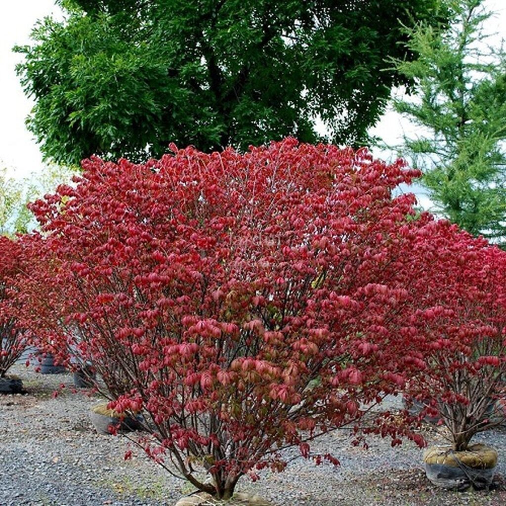 8 Enchanting Trees with Pink Leaves to Brighten Your Garden