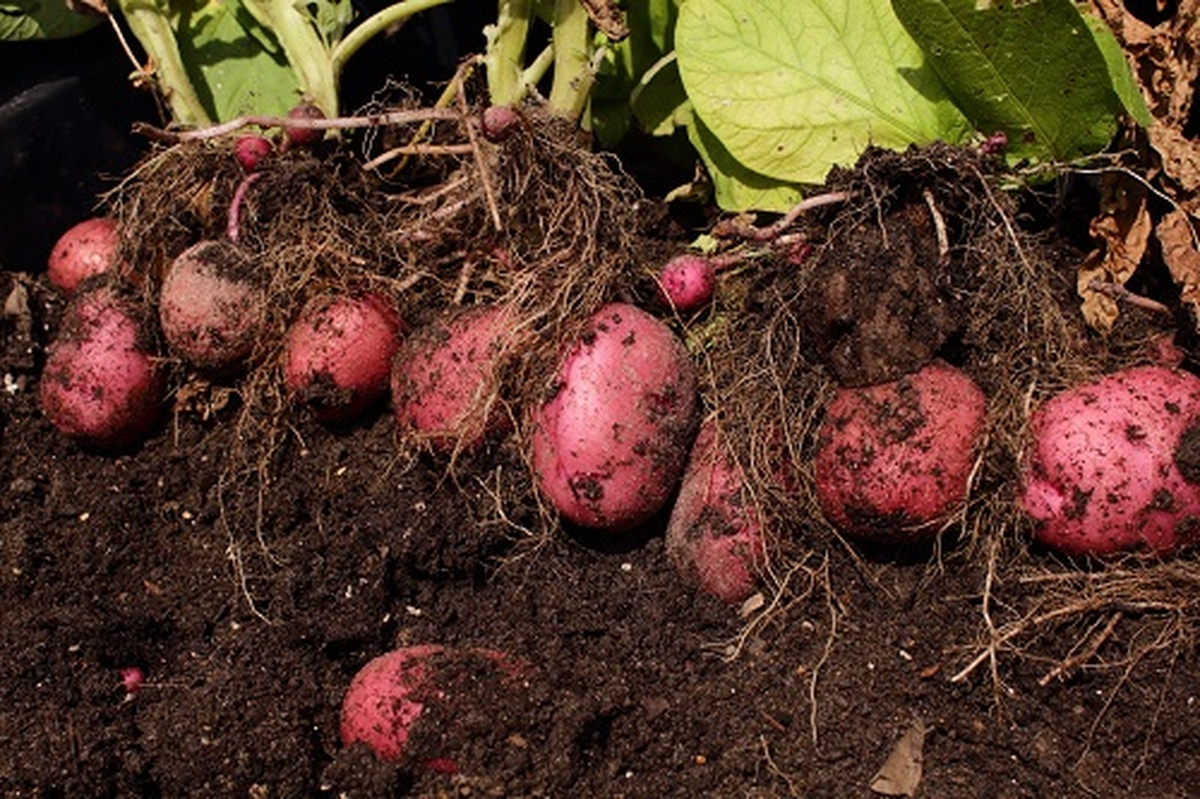 7 Vibrant Red Root Vegetables to Brighten Your Garden