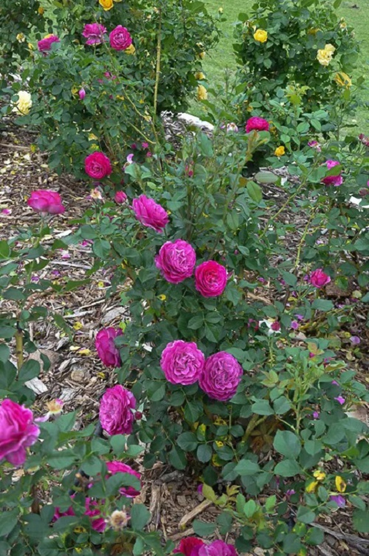12 Ideal Long Stem Roses to Beautify Your Garden