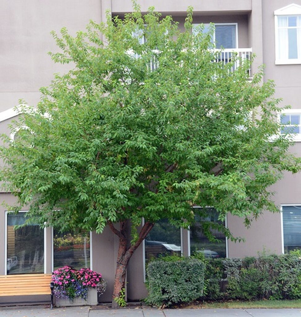 25 Enchanting Trees With Smooth Gray Bark That Stun Year-Round