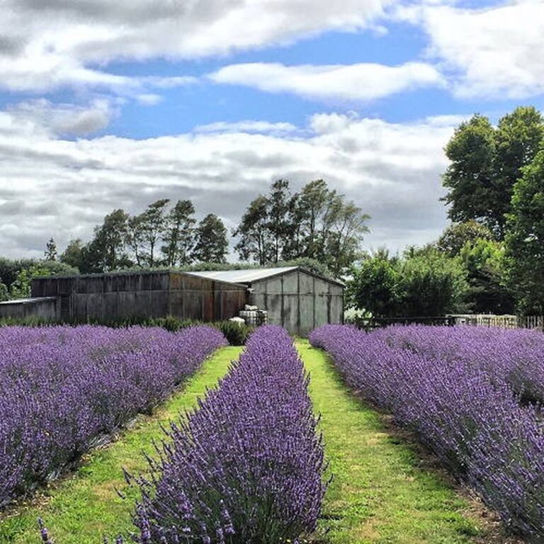 25 Stunning Lavender Garden Design Ideas for Perfect Landscaping