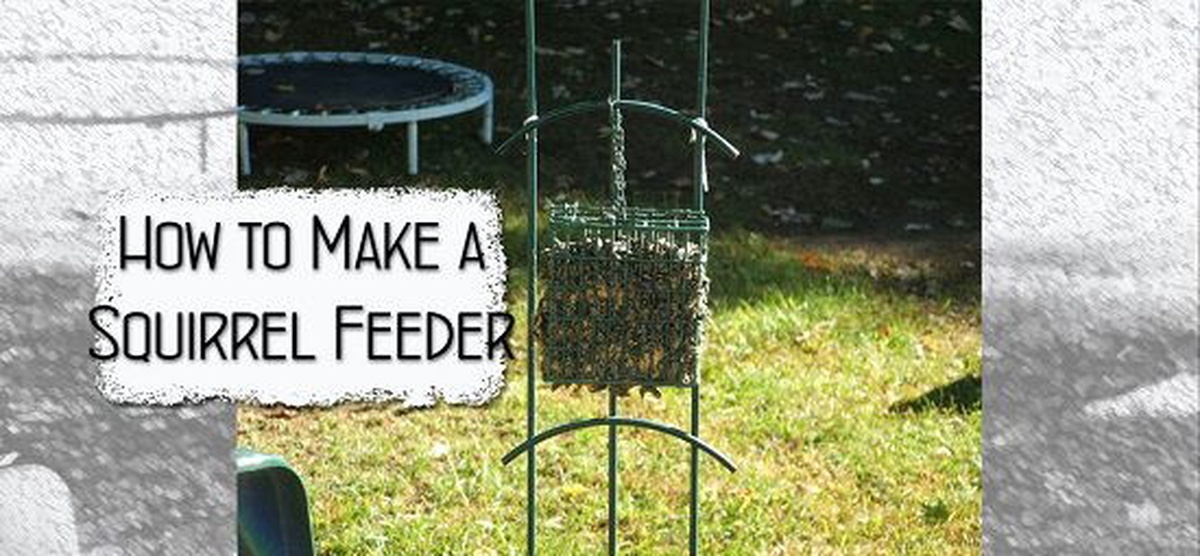 9 Adorable Squirrel Feeder DIY Ideas To Brighten Your Garden