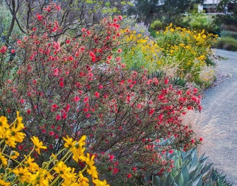 32 Stunning Mexican Flowers for Any Garden