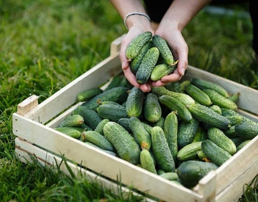 20 Delightful Mini Cucumber Varieties for Your Garden Delight