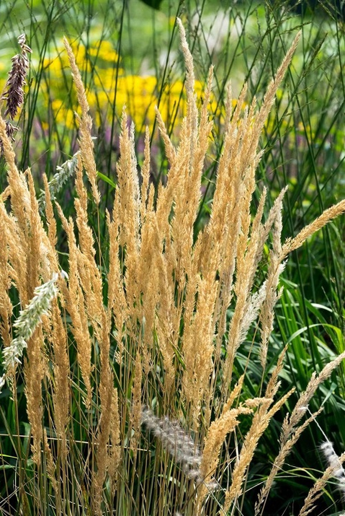 11 Ideal Grasses that Flower for Gardens