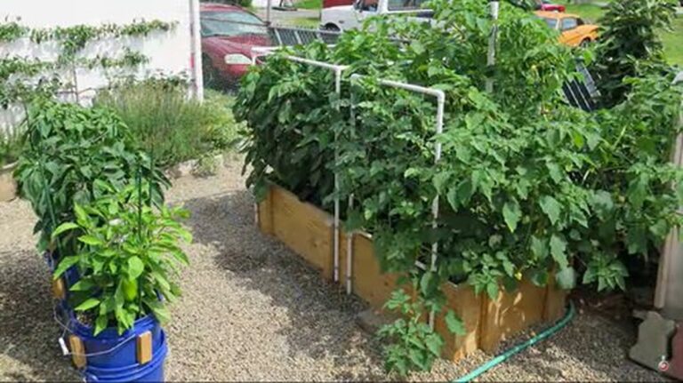 16 Brilliant Self Watering Hacks for Effortless Plant Care