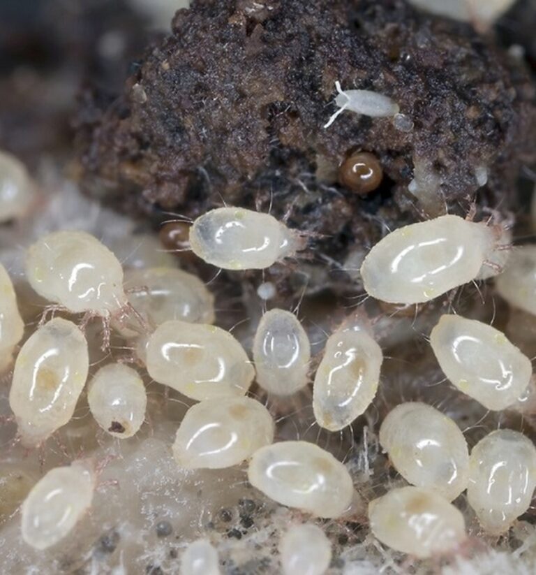 17 Common Tiny White Bugs on Plants that Look like Dust Revealed