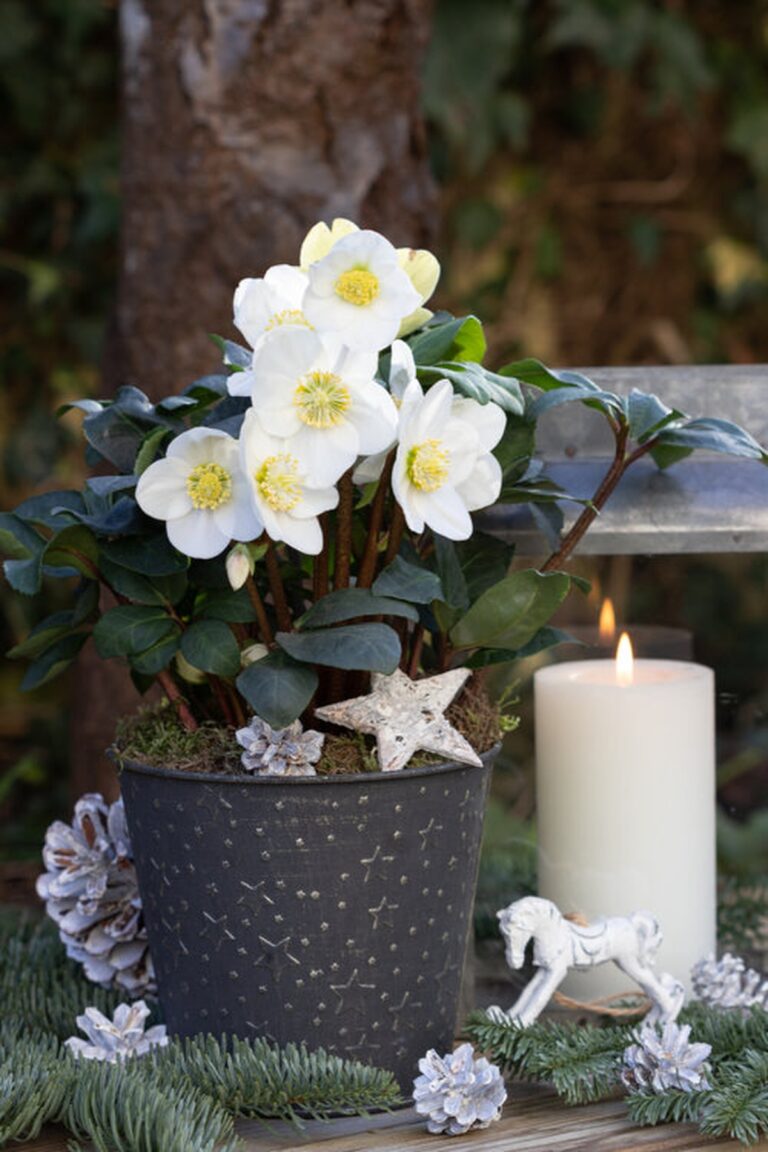 22 Beautiful Greek Flowers to Brighten Your Garden Today