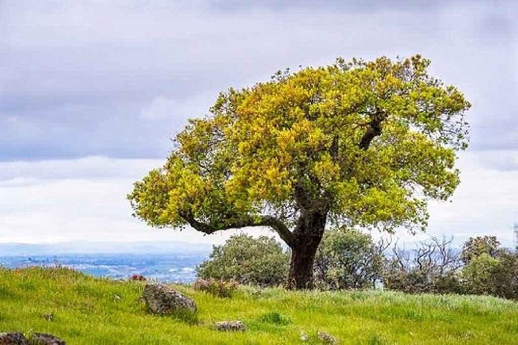 50 Stunning Types of Oak Trees for Your Dream Landscape