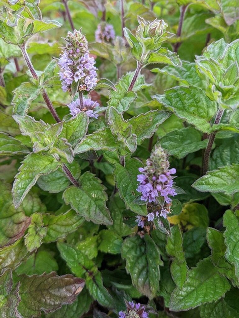 22 Beautiful Cone Shaped Flowers That Brighten Any Garden