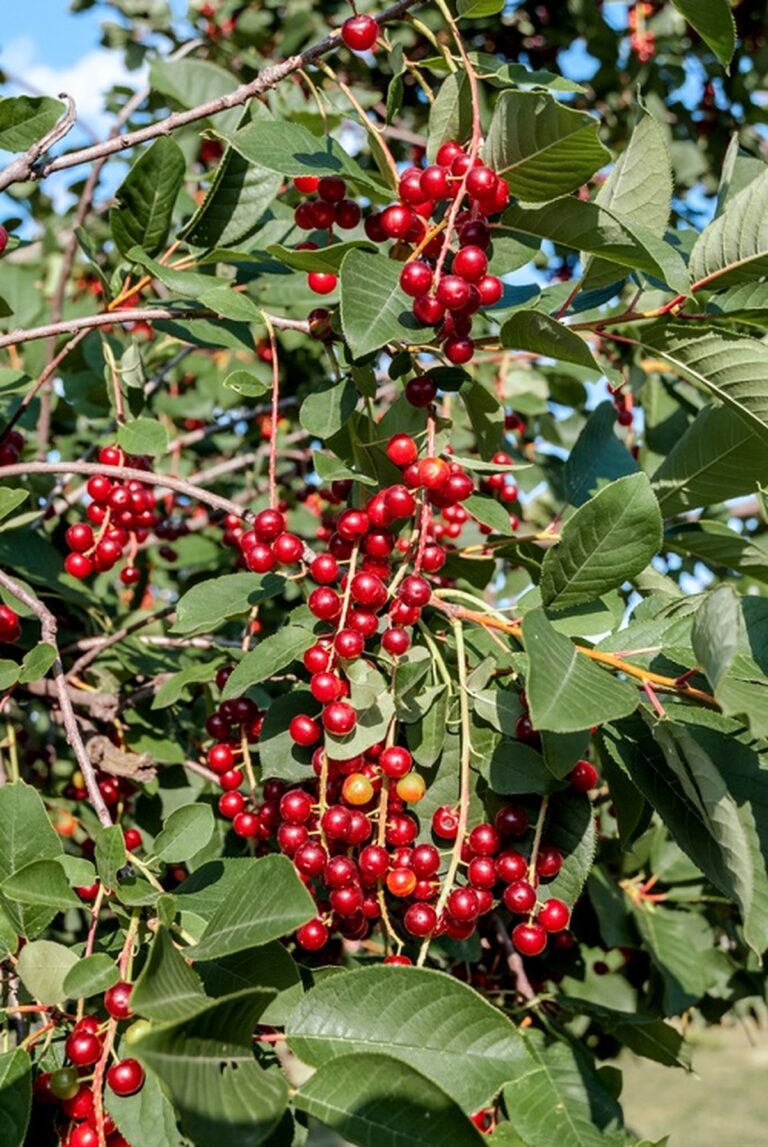 23 Stunning Trees with Red Berries for a Vibrant Garden