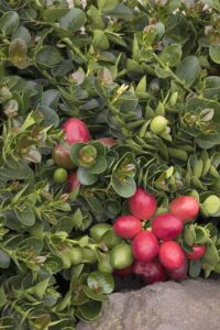 25 Amazing Drought Tolerant Fruit Trees for Easy Growing