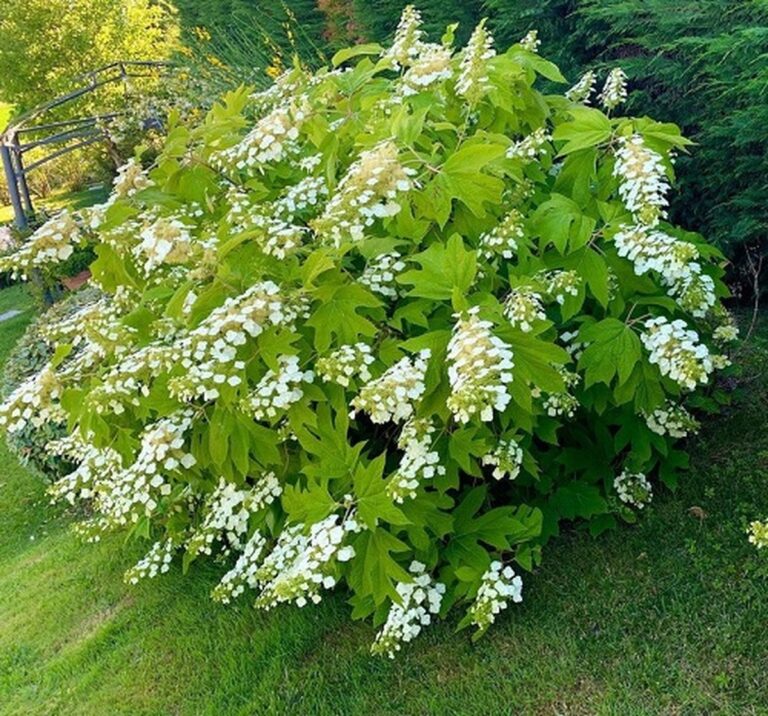 22 Breathtaking Oakleaf Hydrangea Varieties For Your Garden