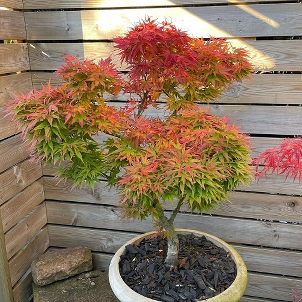21 Gorgeous Maple Tree Varieties Perfect for Container Gardening