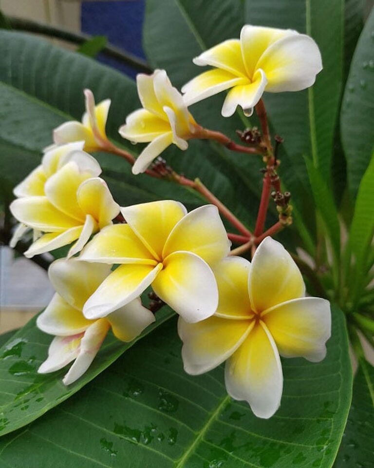 28 Gorgeous Plumeria Varieties for Your Garden