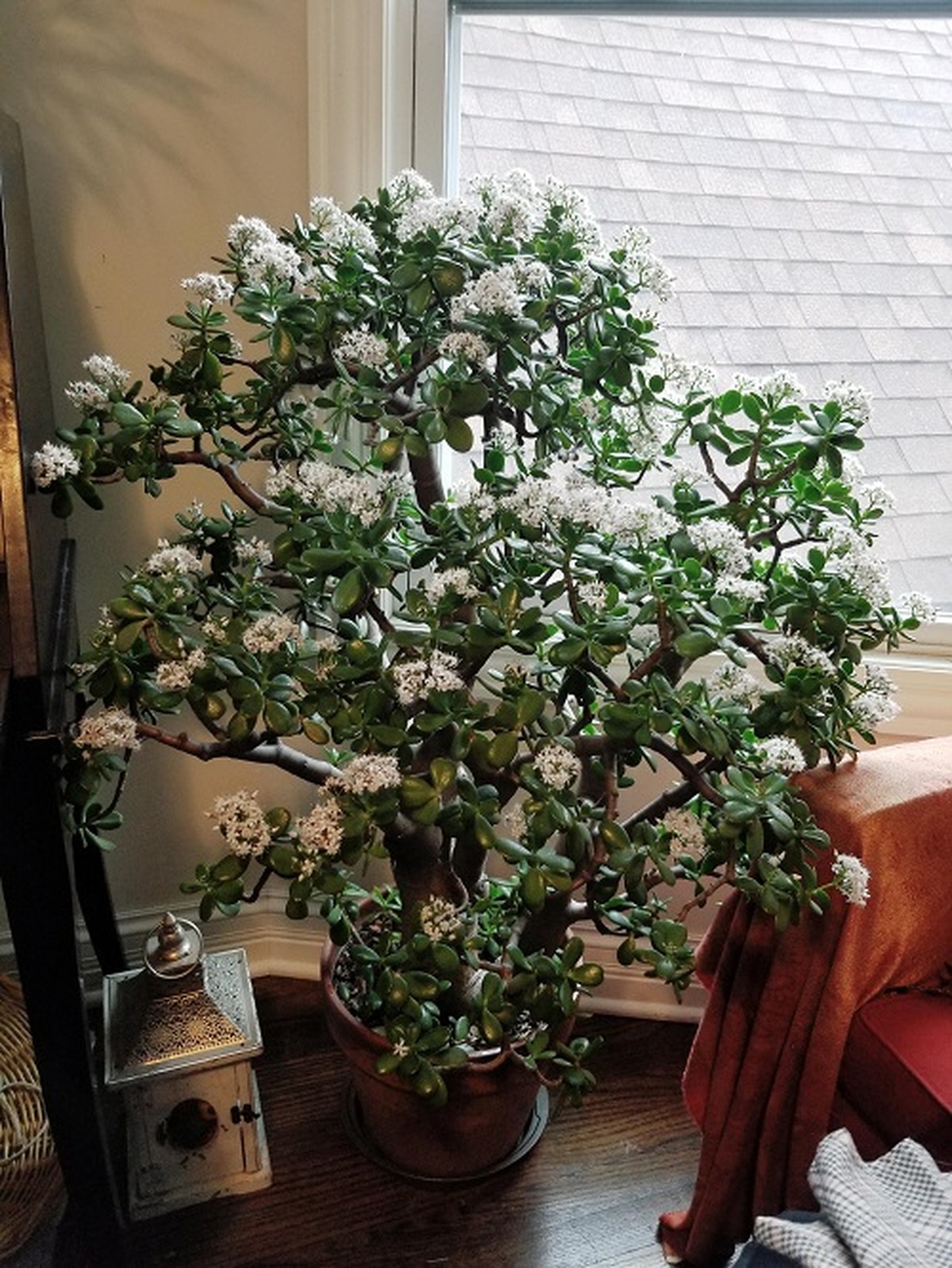11 Stunning Types of Jade Plants that Flower - Magical Blooms!