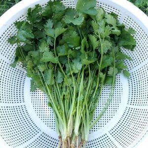 23 Delicious Types of Cilantro and Coriander to Try Today