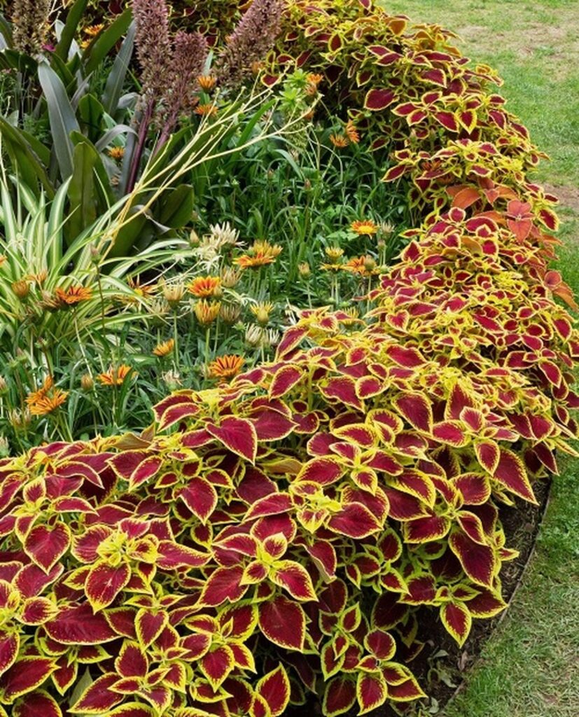 25 Brilliant Coleus Landscaping Ideas That Transform Gardens