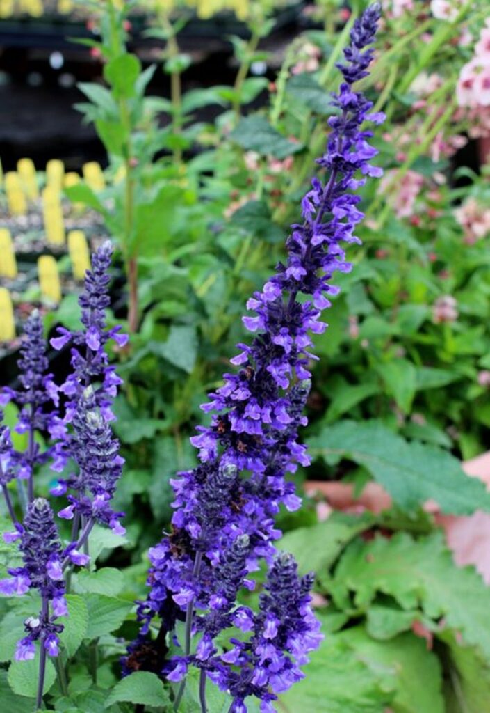 17 Stunning Navy Blue Flowers to Brighten Your Garden